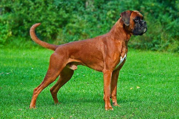 Razas de Animales Exóticas | Especie: Perros